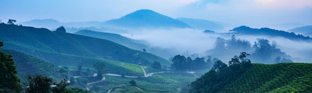 Discover the Finest Teas for Tea Enthusiasts | Acala Tea – Acala Tea Co.